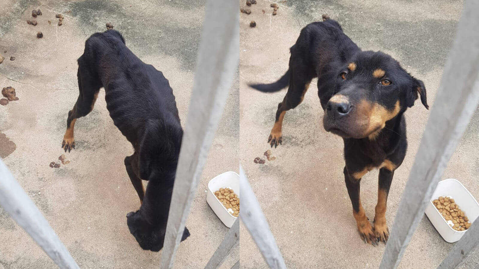 Cachorro desnutrido é resgatado de casa sem água e sem comida em ...