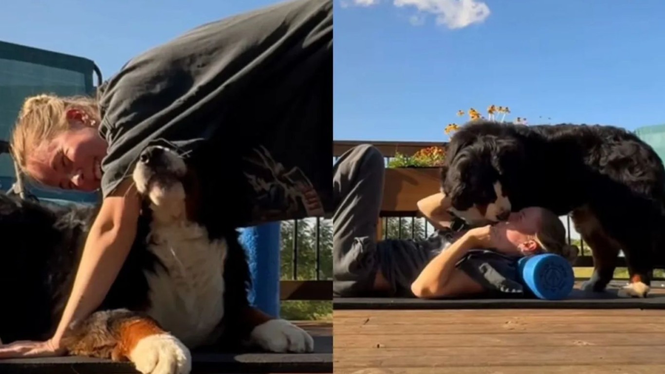 Yoga ou carinho? Cães transformam treino da tutora em momento de pura ...