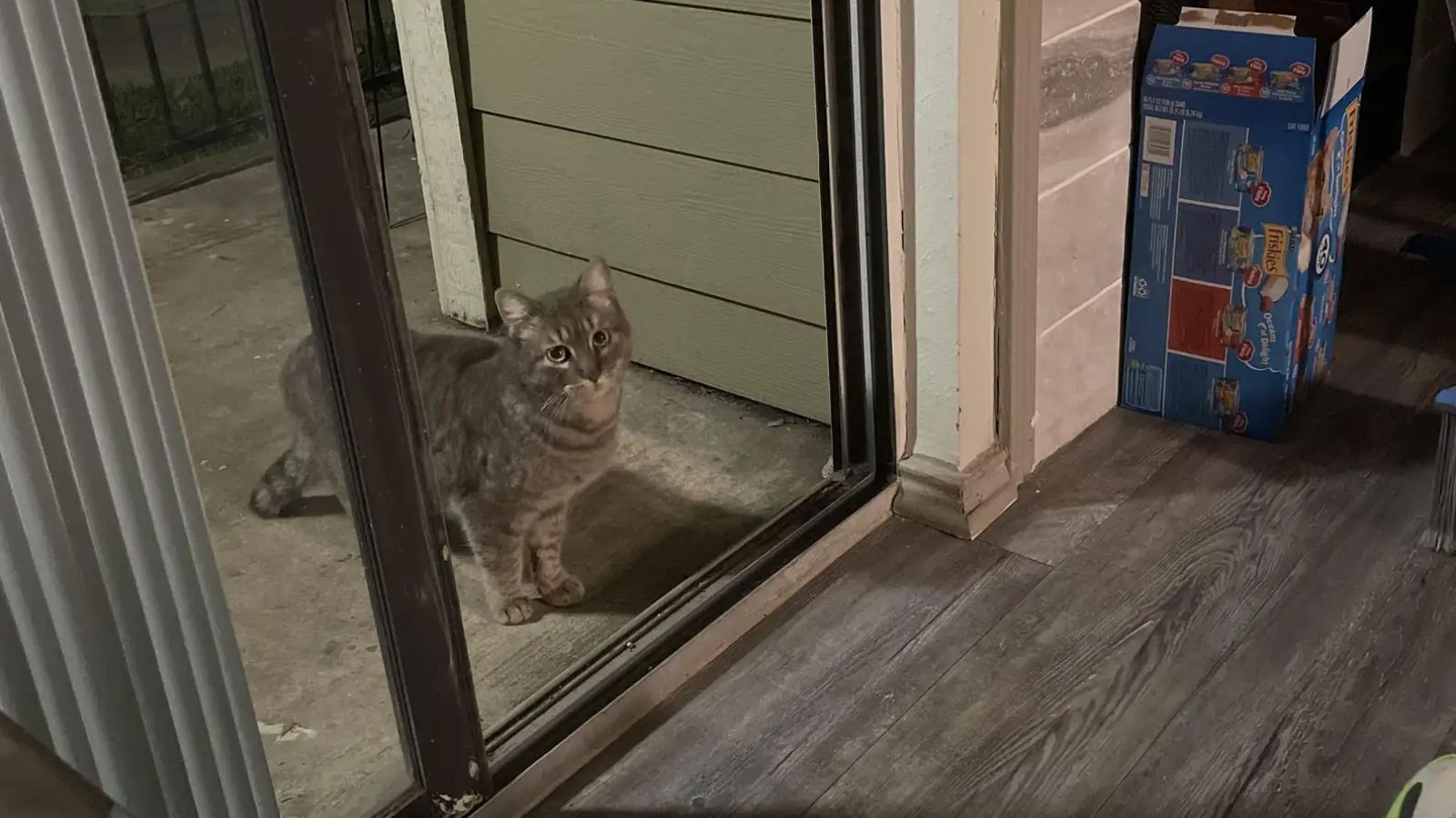 Gato abandonado aparece na varanda de homem e se recusa a ir embora até ...