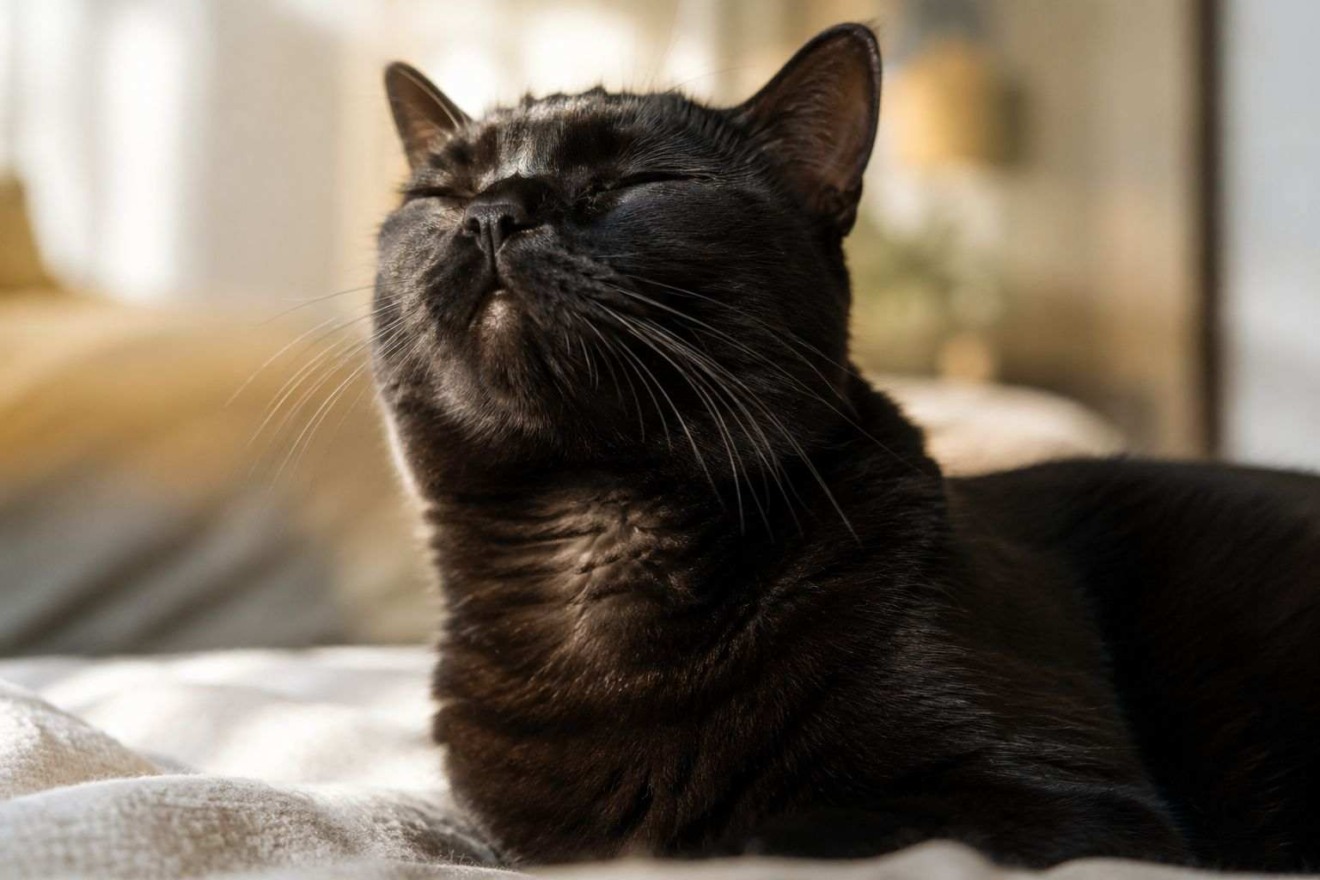 Seu gato não ronrona só porque está feliz: a ciência mostra o que esse ...