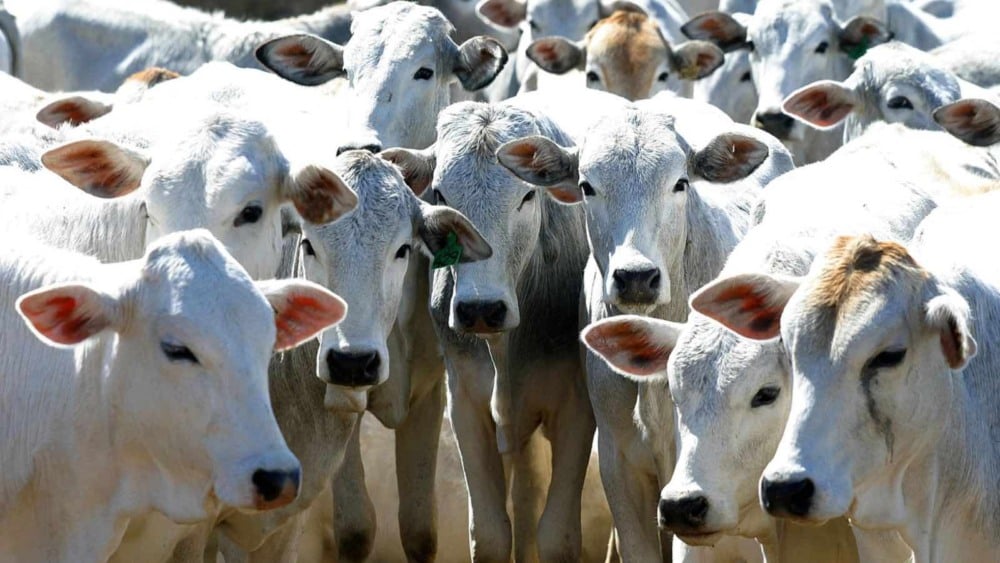 União Europeia oficializa veto à carne brasileira e amplia restrições a ...